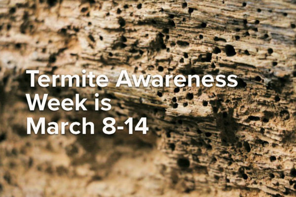 How to Spot Termite Trouble - FNHW Blog